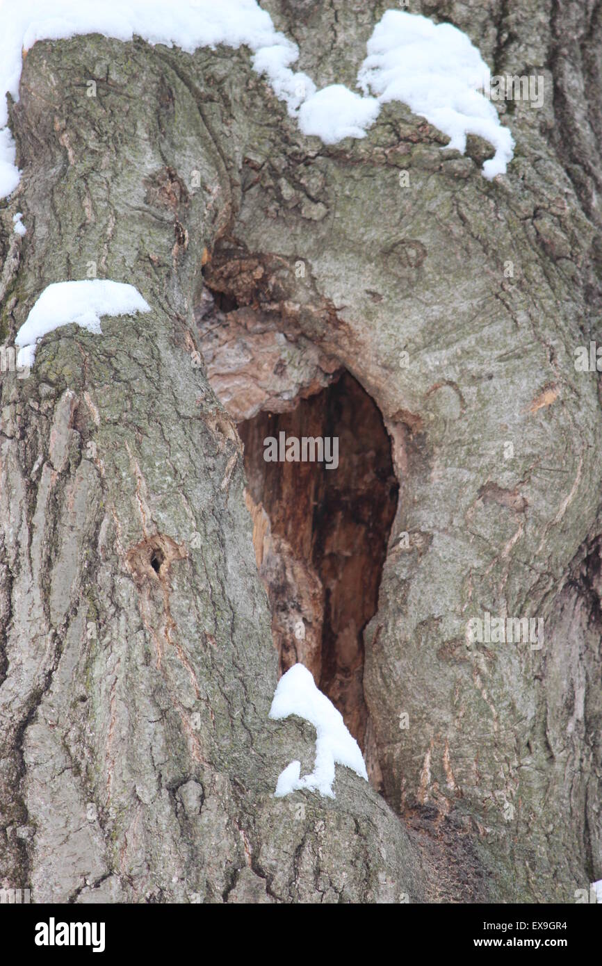Cavity in a tree Stock Photo - Alamy