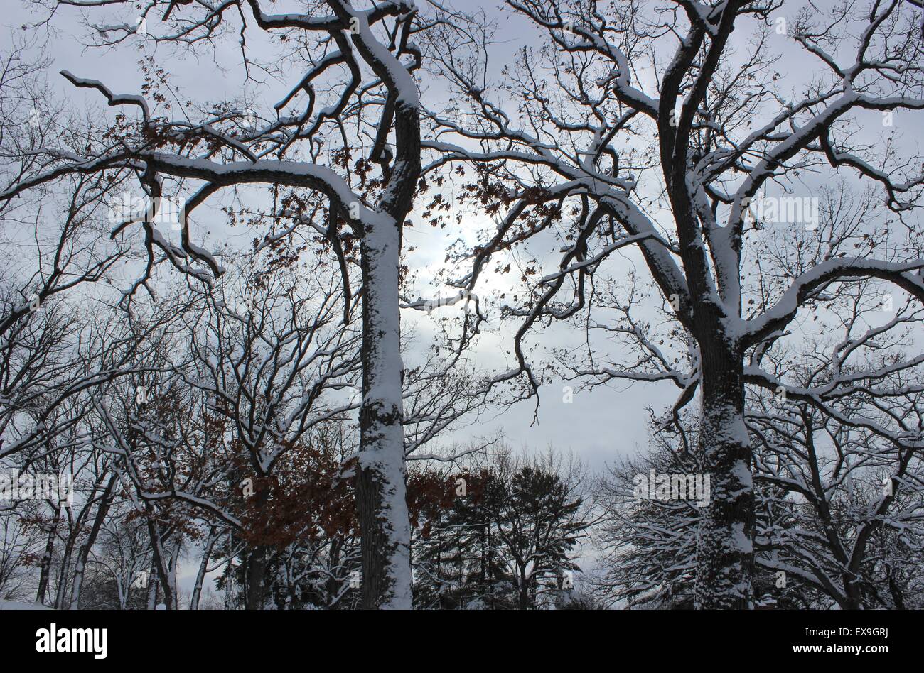 Trees in the winter sunlight Stock Photo - Alamy