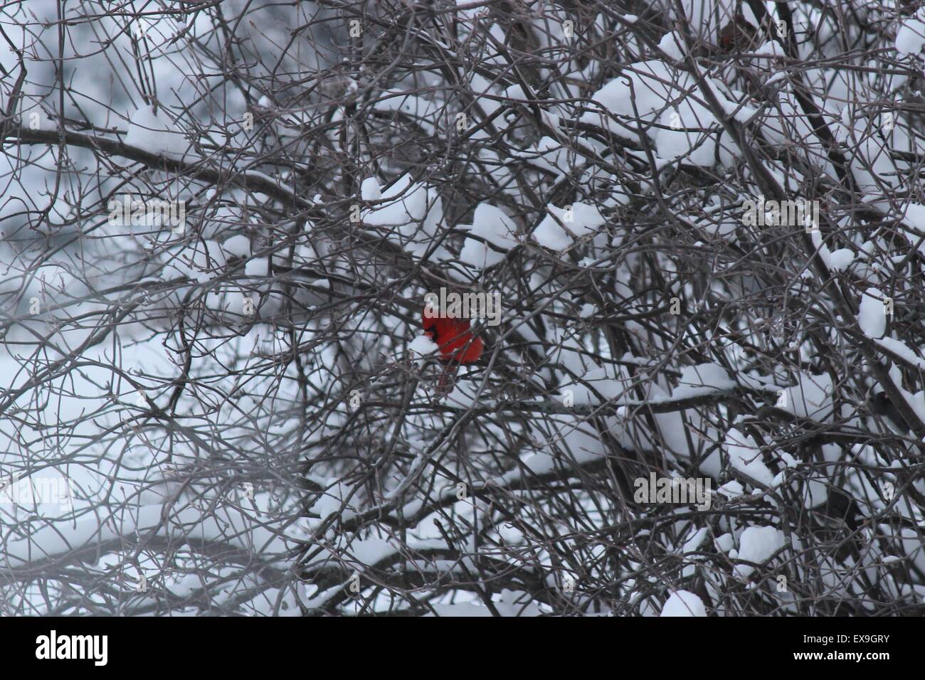 Cardinal in tree Stock Photo - Alamy