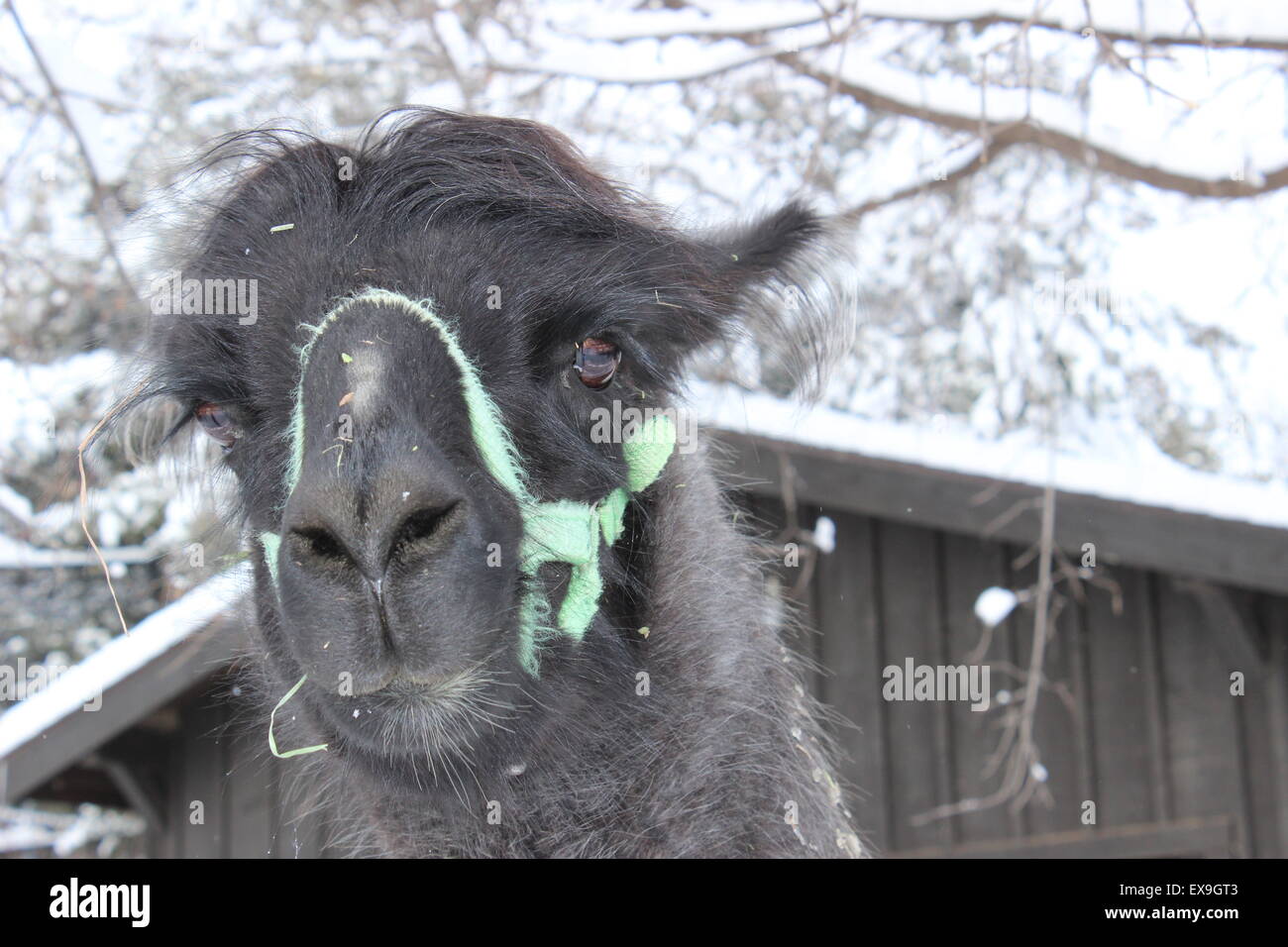 Llama giving the skeptic's eye at Ochsner Park & Zoo, Baraboo ...