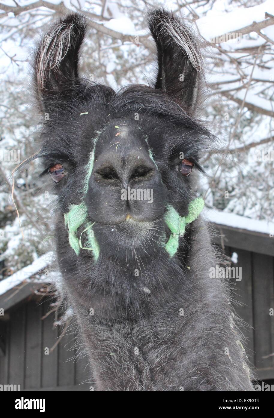 Llama living large at Ochsner Park & Zoo, Baraboo, Wisconsin Stock ...