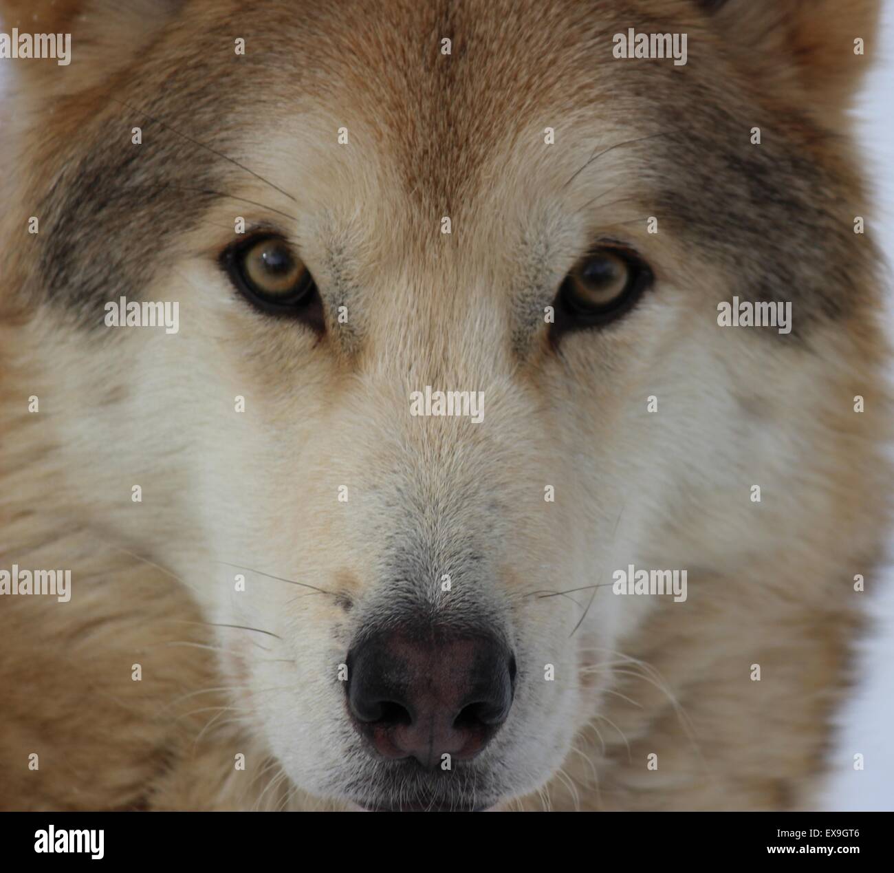 Wolf at Ochsner Park & Zoo, Baraboo, Wisconsin Stock Photo - Alamy