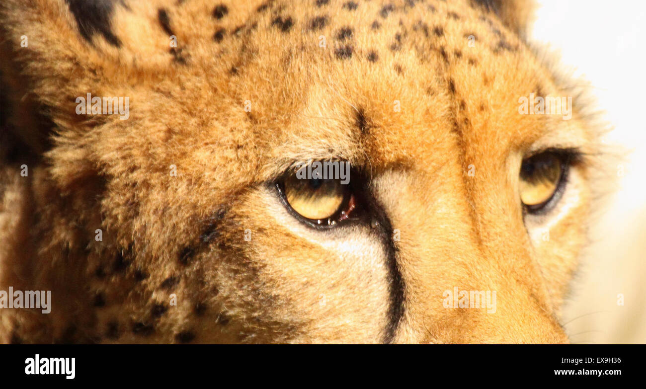 A portrait of the eyes of a Cheetah Stock Photo - Alamy