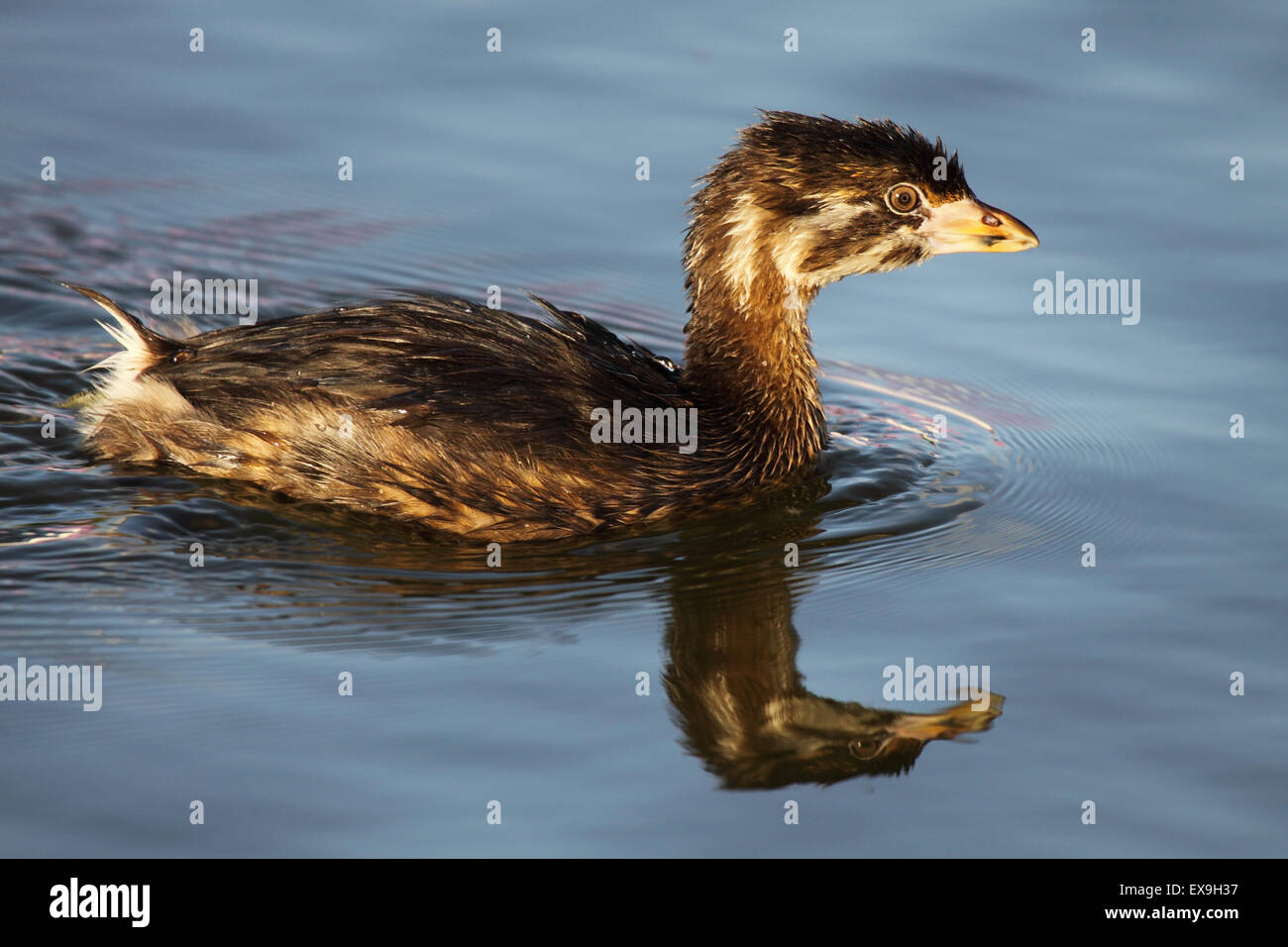 A Pied-billed Grebe baby and its reflection Stock Photo - Alamy