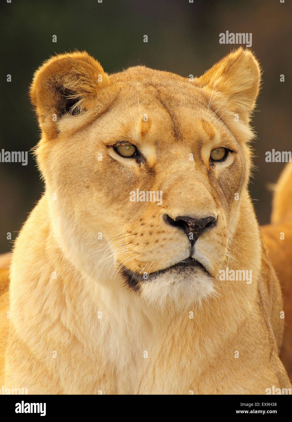 A portrait of an African Lioness Stock Photo - Alamy