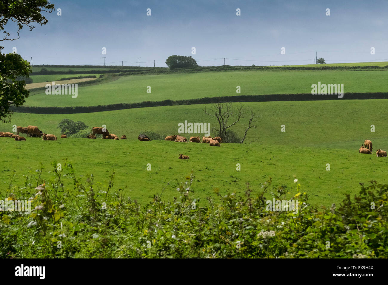 Farming agriculture cornish hi-res stock photography and images - Alamy