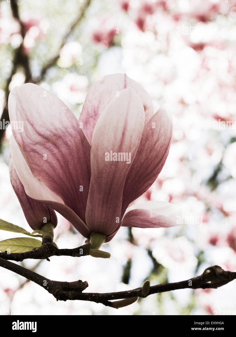 Springtime Trees with Blossoms in Central Park, NYC Stock Photo - Alamy