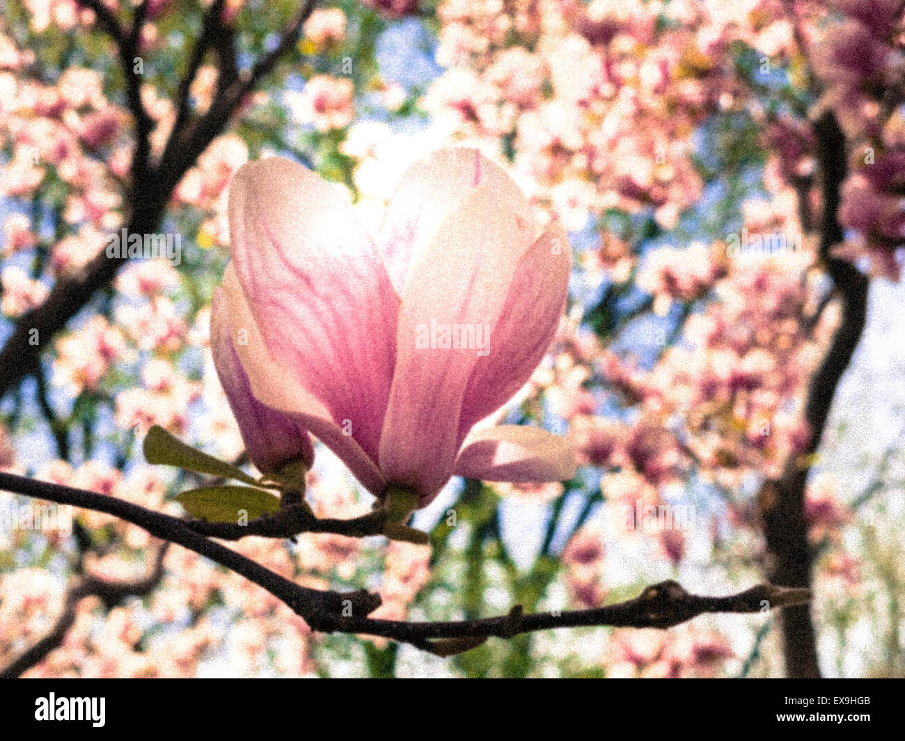Springtime Trees with Blossoms in Central Park, NYC Stock Photo - Alamy