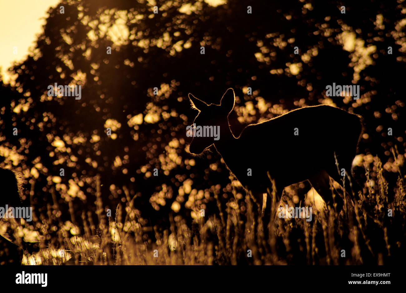 Menil fallow deer hi-res stock photography and images - Alamy