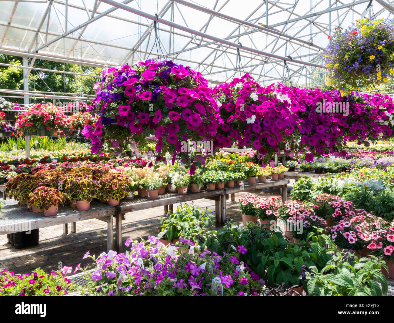 Baskets flowers hanging in nursery hi-res stock photography and images ...