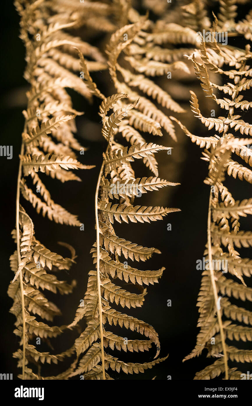 The dried fronds of a fern Stock Photo - Alamy