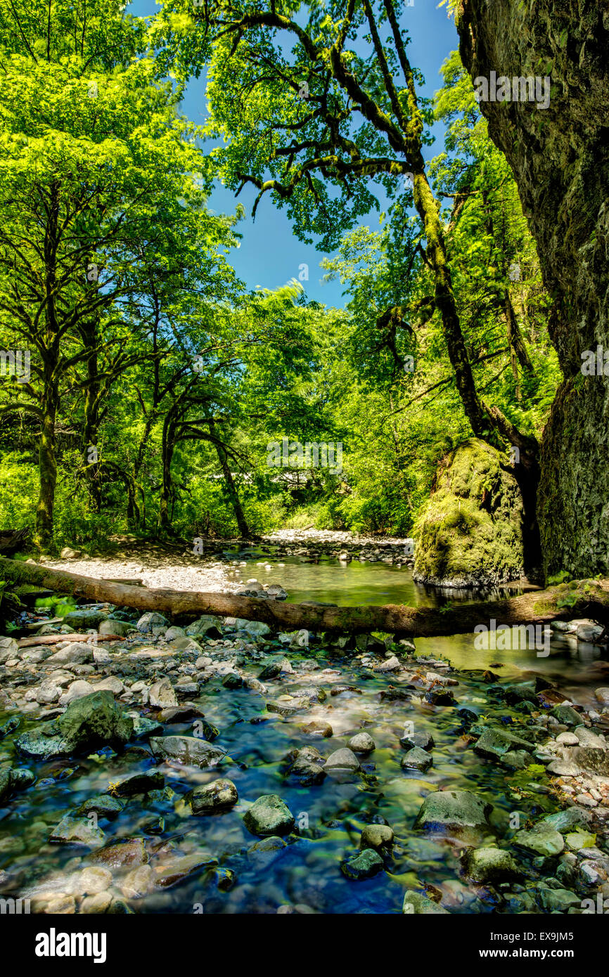 Oneonta Gorge, Oregon Stock Photo - Alamy