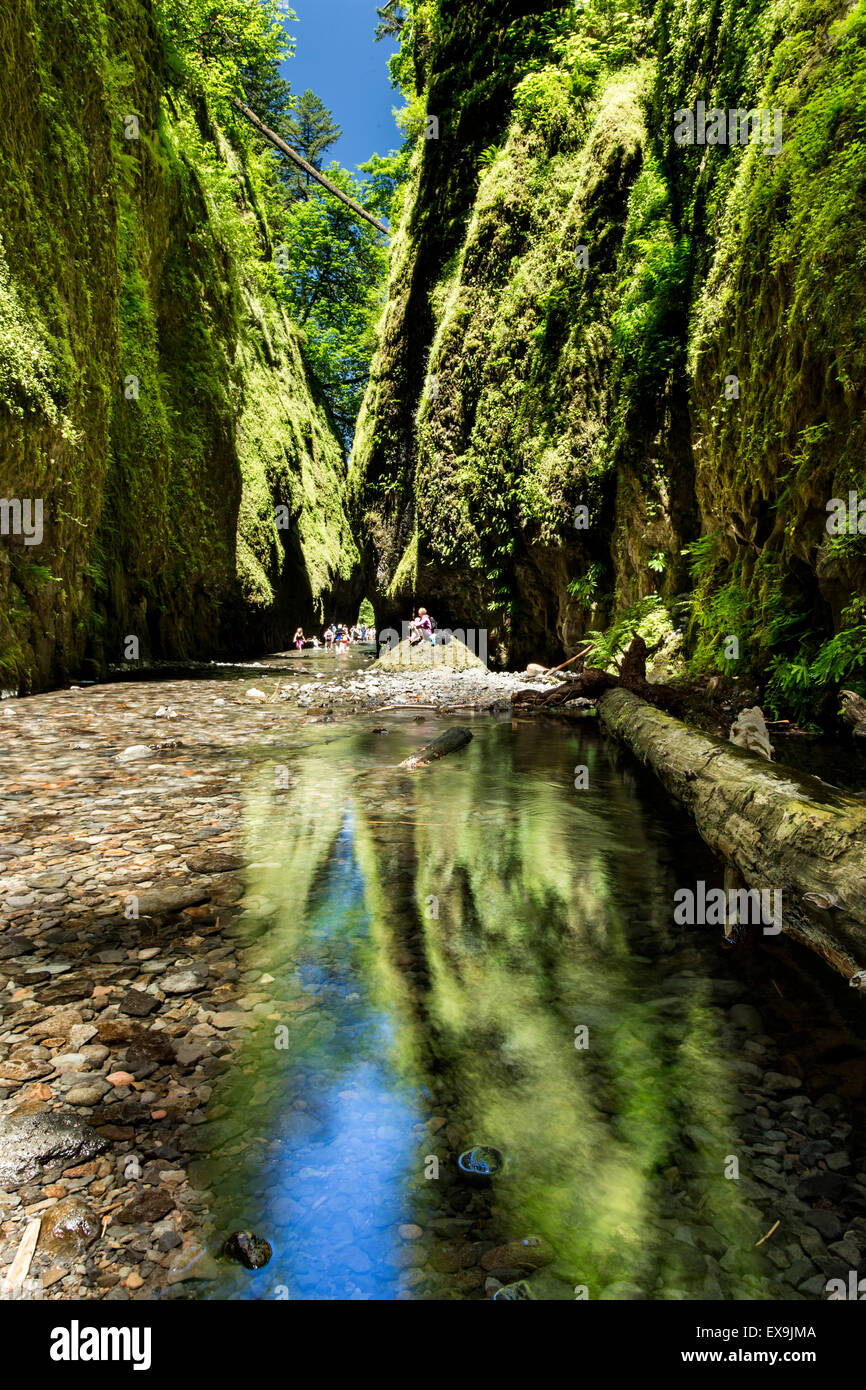 Oneonta Gorge, Oregon Stock Photo - Alamy