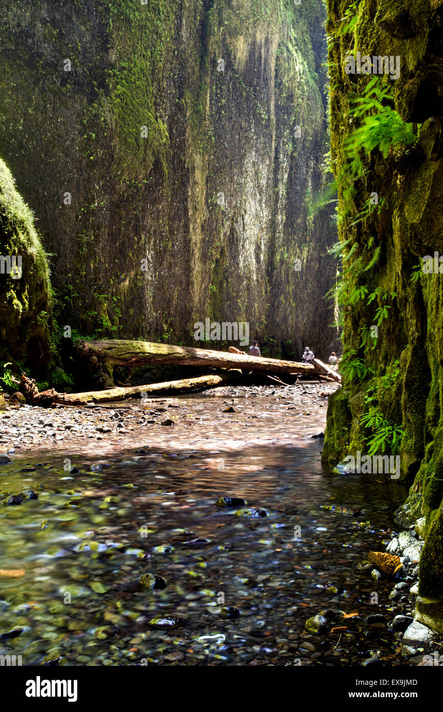 Oneonta gorge hi-res stock photography and images - Alamy