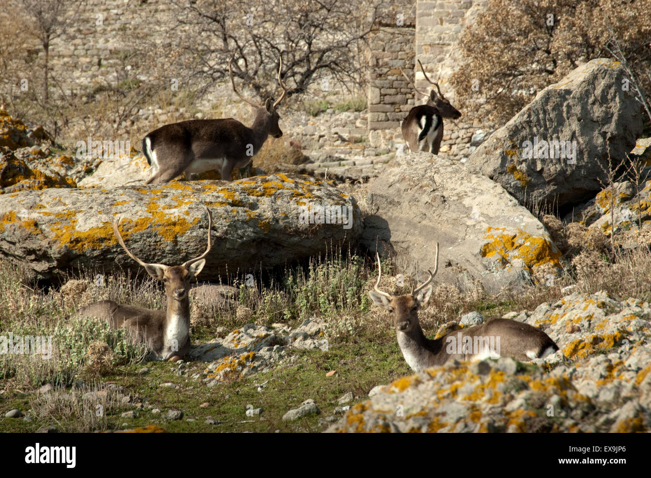 Menil fallow deer hi-res stock photography and images - Alamy
