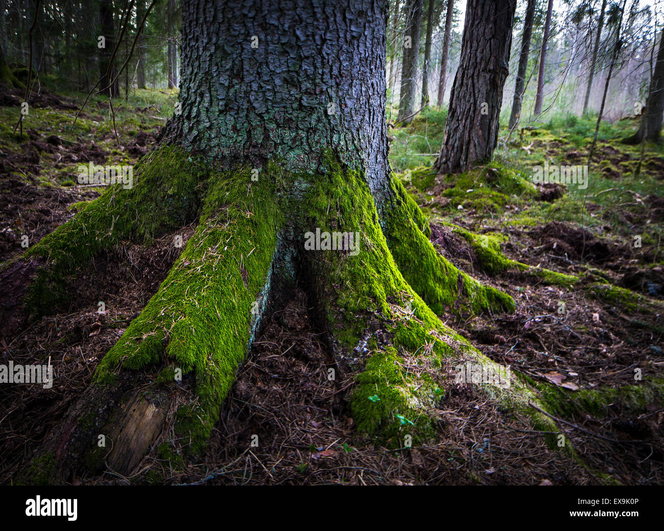 The roots of a tree with moss Stock Photo - Alamy