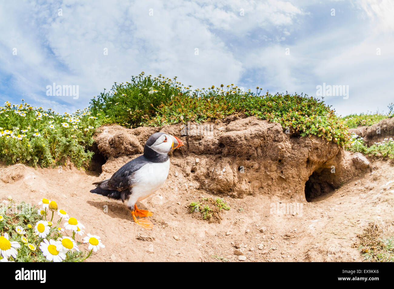Fisheye Lens Animals High Resolution Stock Photography and Images - Alamy