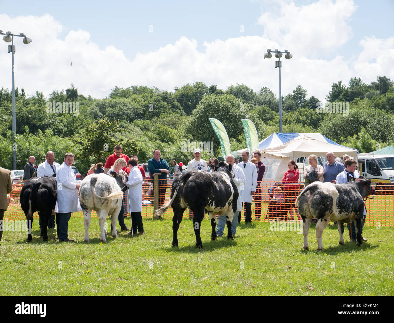 Cattle display at Bury Agricultural Show Stock Photo - Alamy
