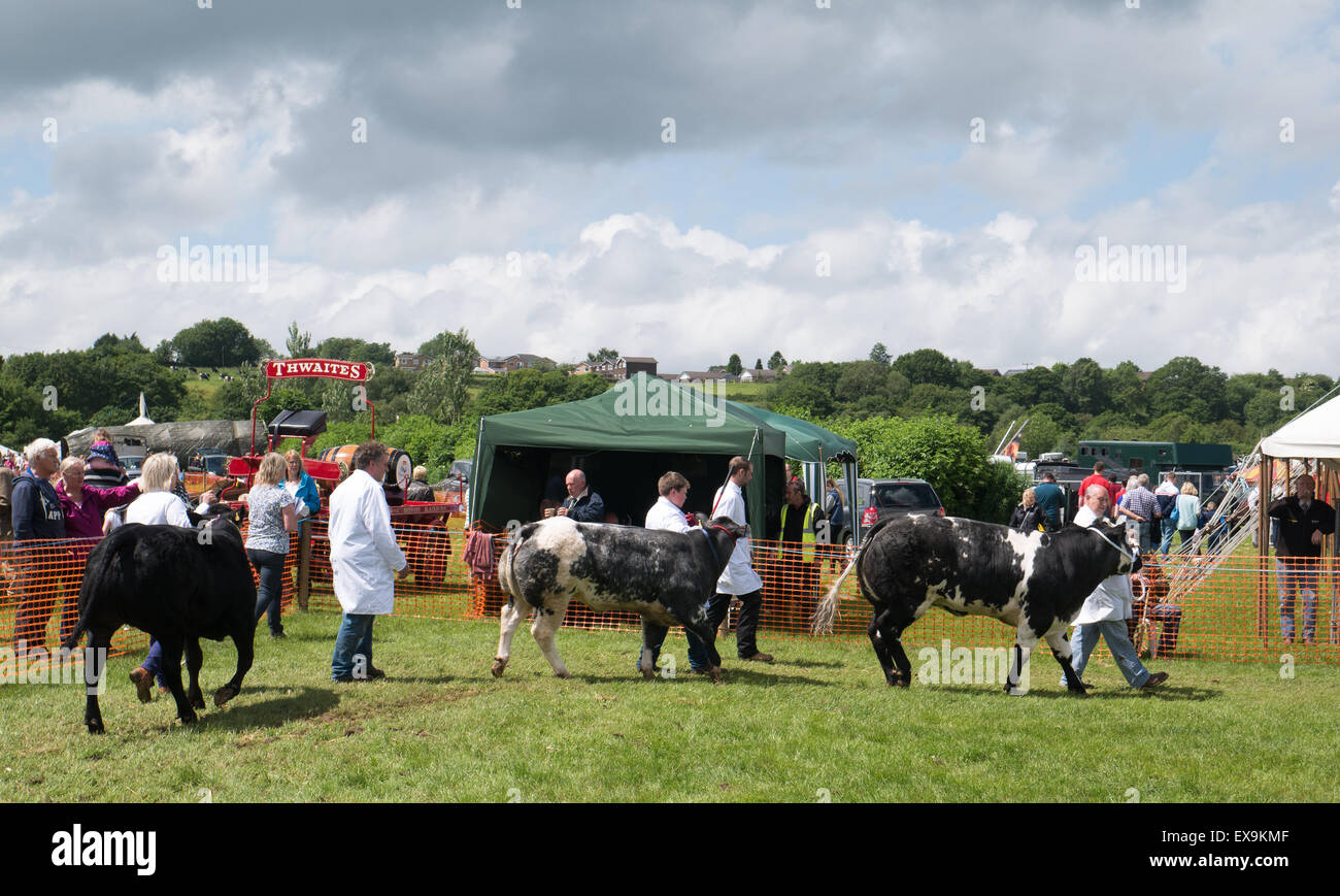 Cattle display hi-res stock photography and images - Alamy