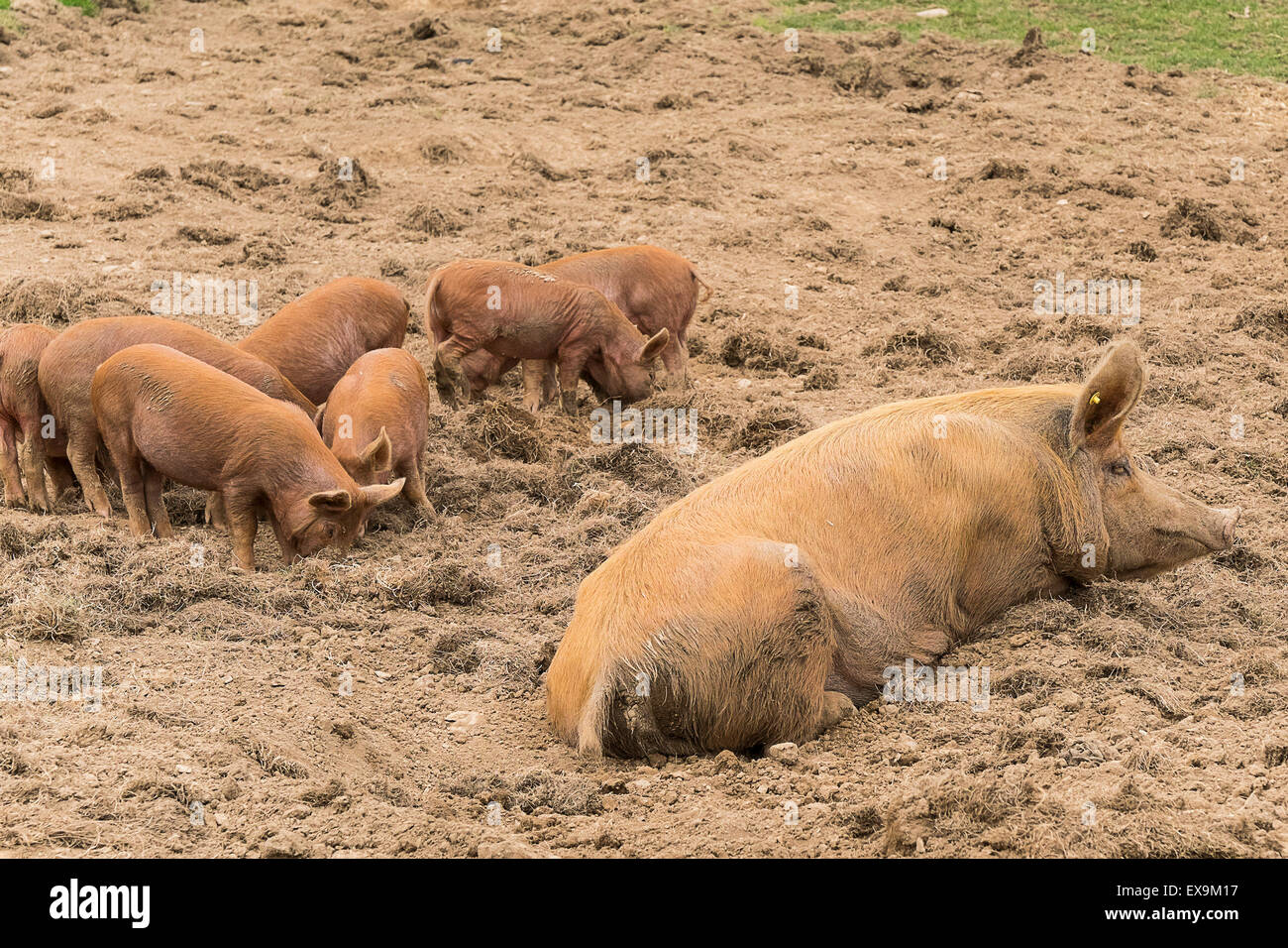 Pig litter hi-res stock photography and images - Alamy