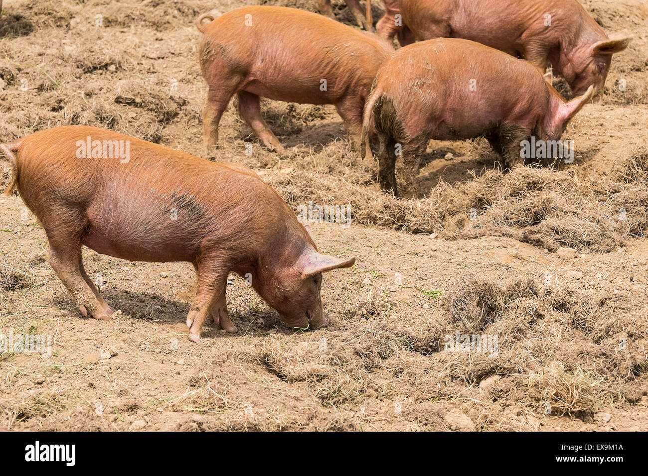 Tamworth pigs hi-res stock photography and images - Alamy