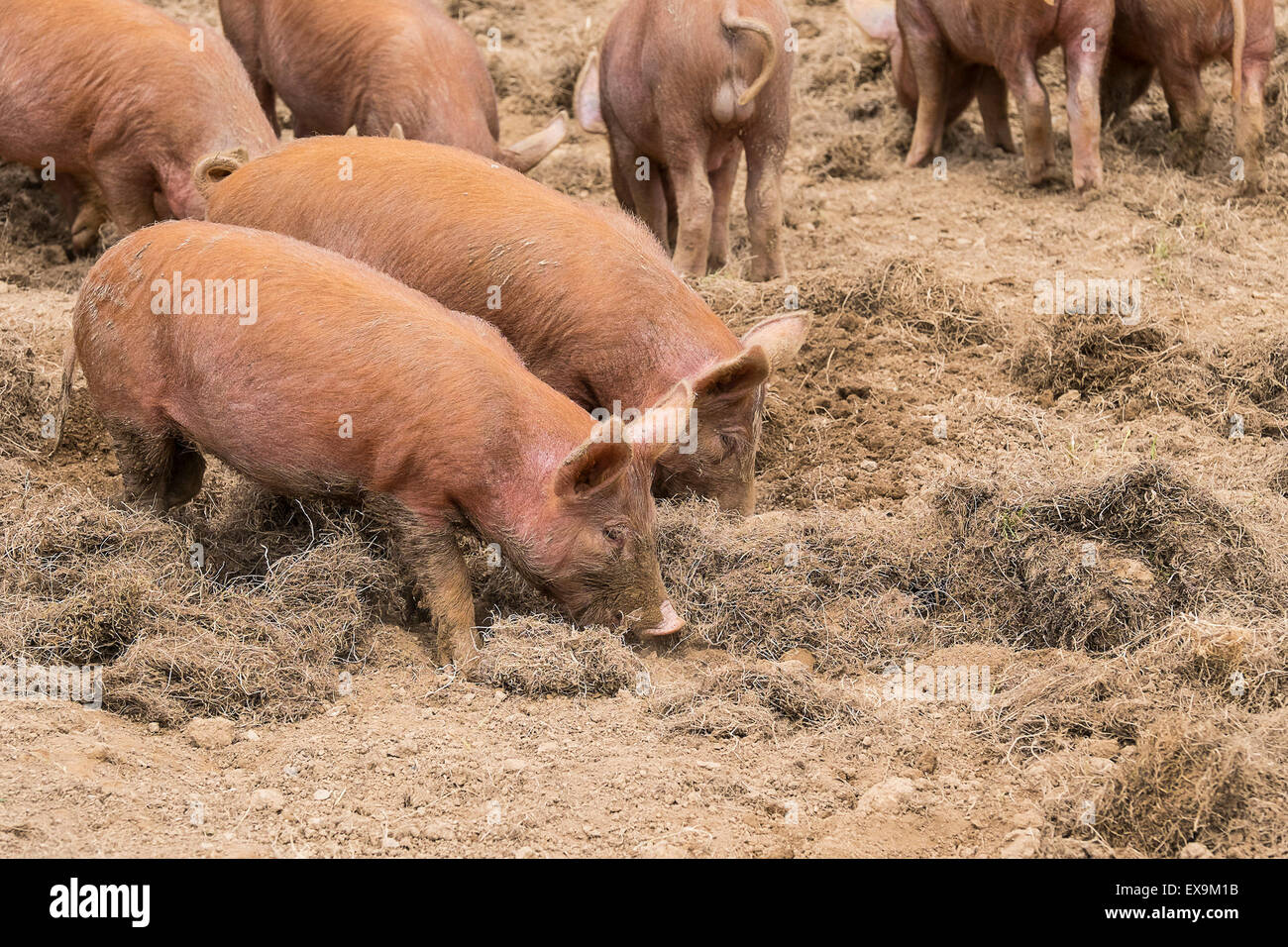 Pigs breed hi-res stock photography and images - Alamy