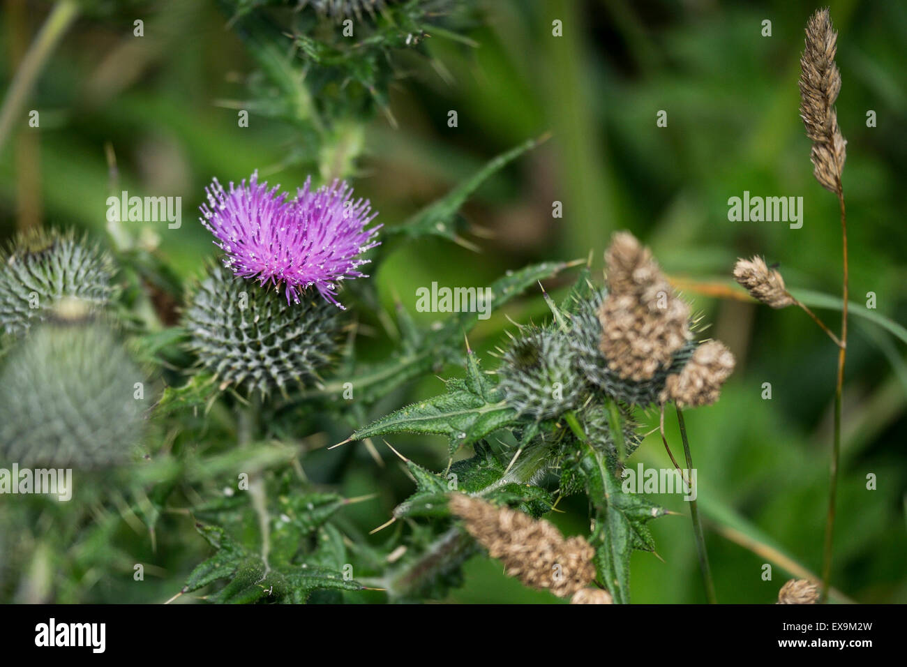 Scotland National Flower High Resolution Stock Photography and Images ...