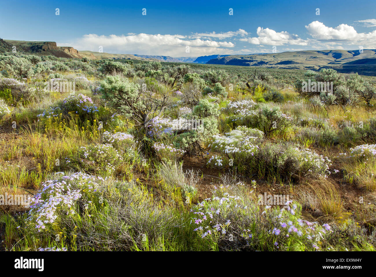 Desert Flowers Columbia River Stock Photo - Alamy