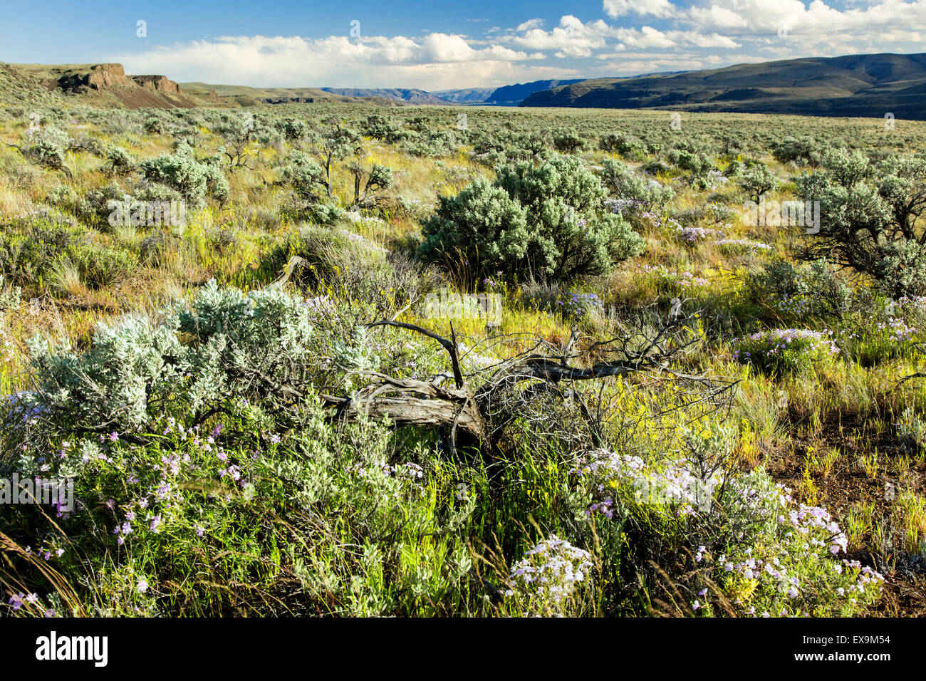 Desert Flowers Columbia River Stock Photo - Alamy