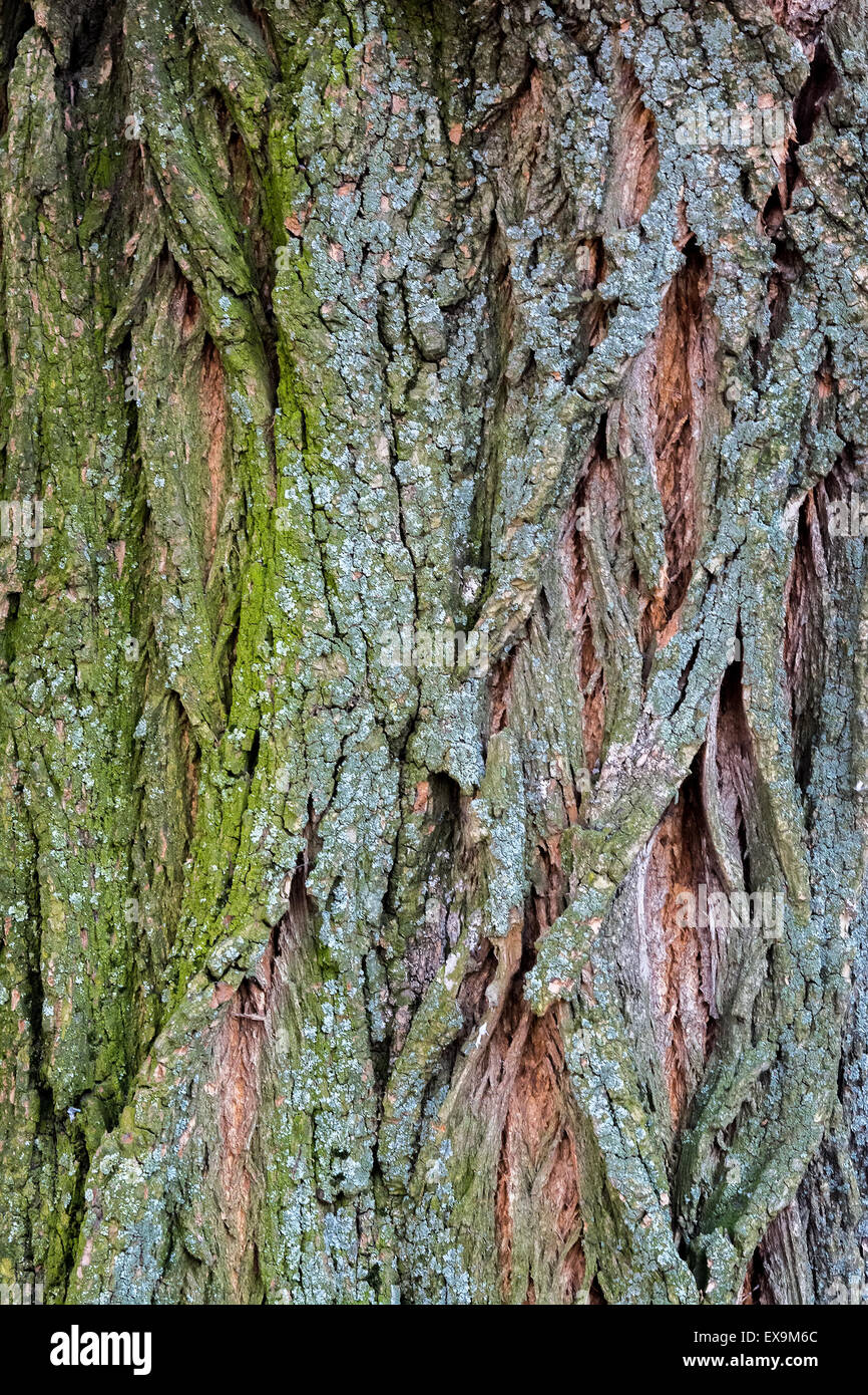 tree bark texture with green moss Stock Photo - Alamy