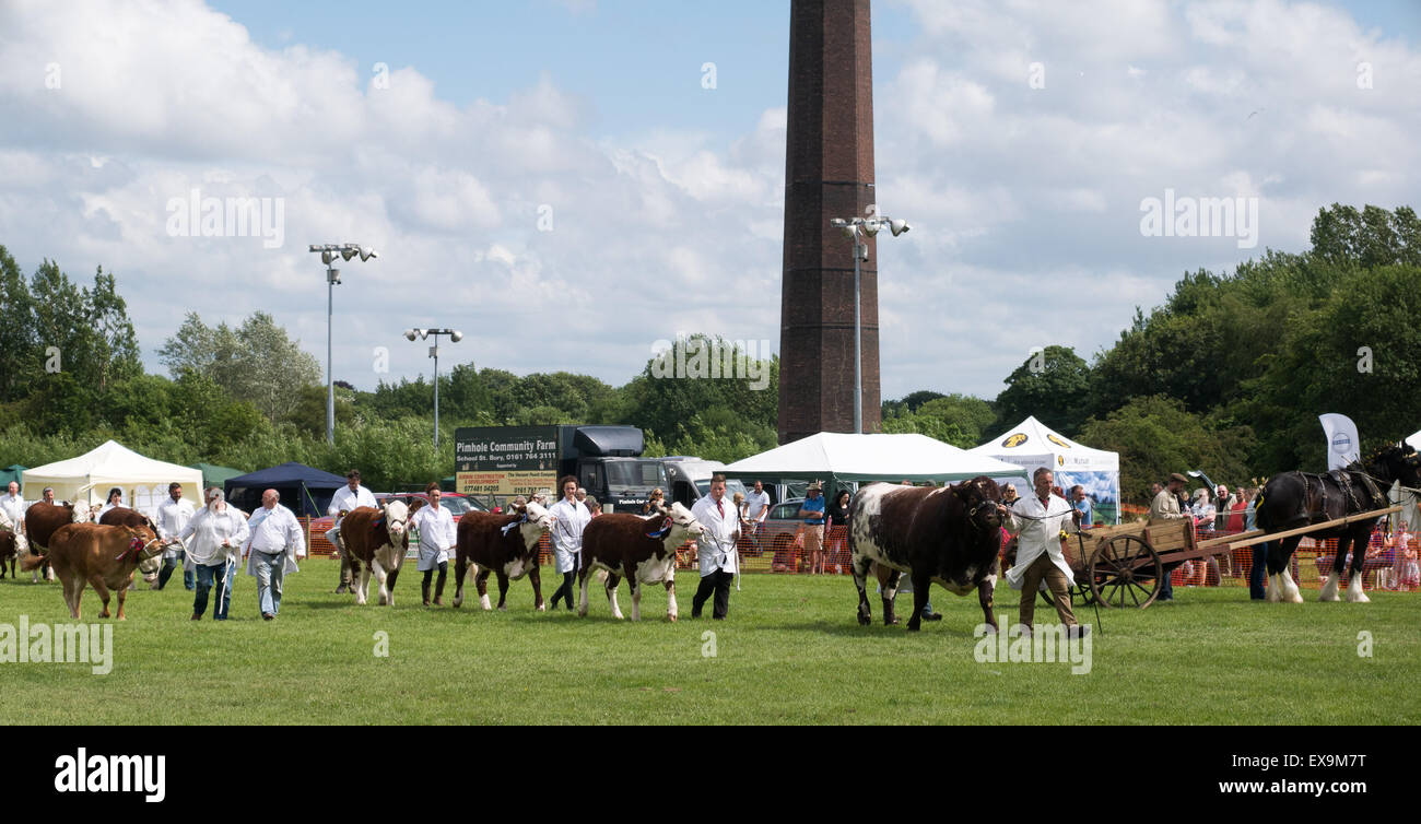 Cattle display hi-res stock photography and images - Alamy