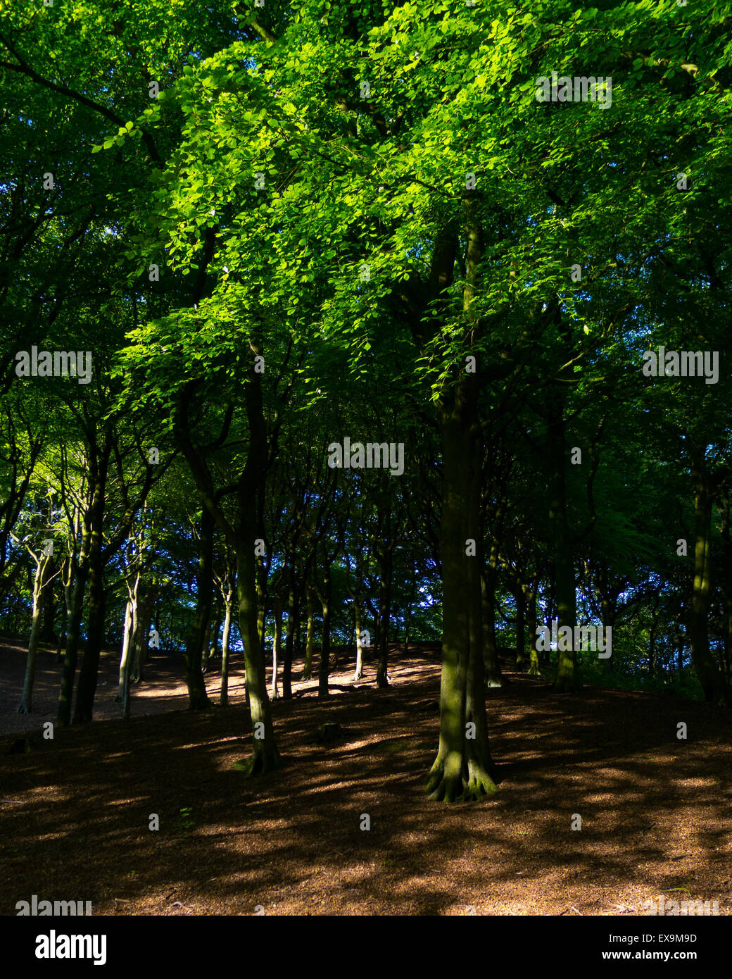 Beech trees at Tandle Hill Country Park, Oldham Stock Photo - Alamy