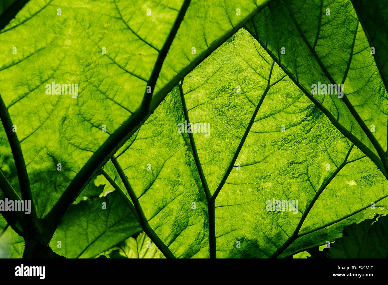 Gunnera plant hi-res stock photography and images - Alamy