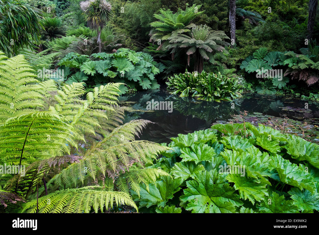 Various ferns hi-res stock photography and images - Alamy