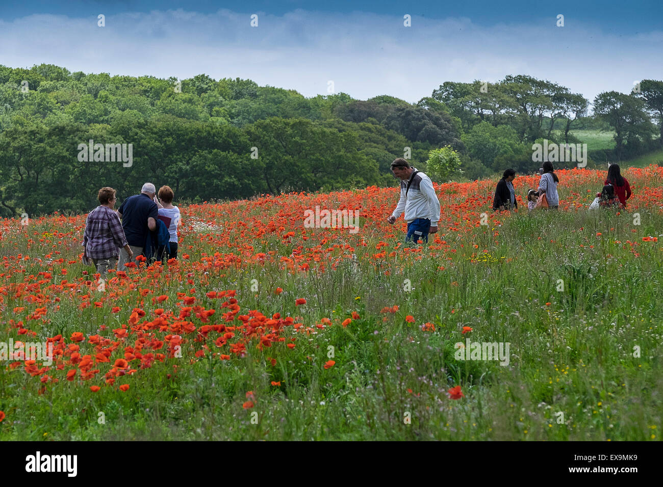 A field of poppies in the Lost Gardens of Heligan in Cornwall Stock ...