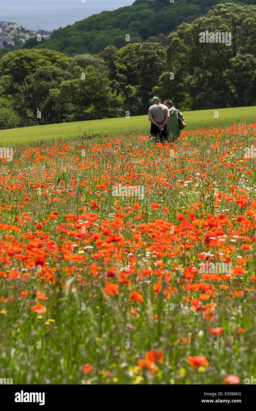 Tourists standing in a field of poppies in the Lost Gardens of Heligan ...