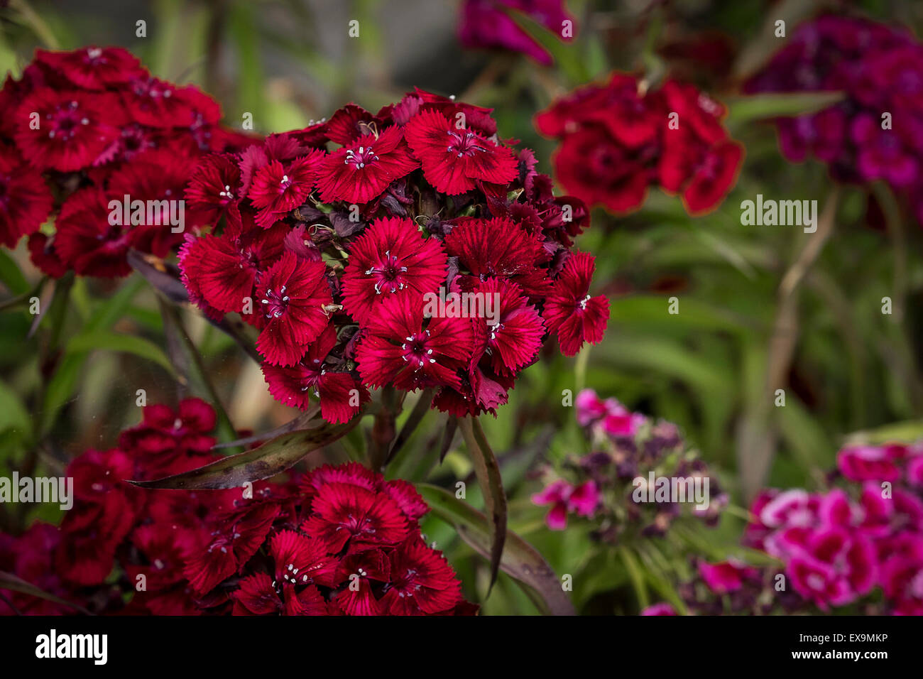 Sweet William flowers Stock Photo - Alamy