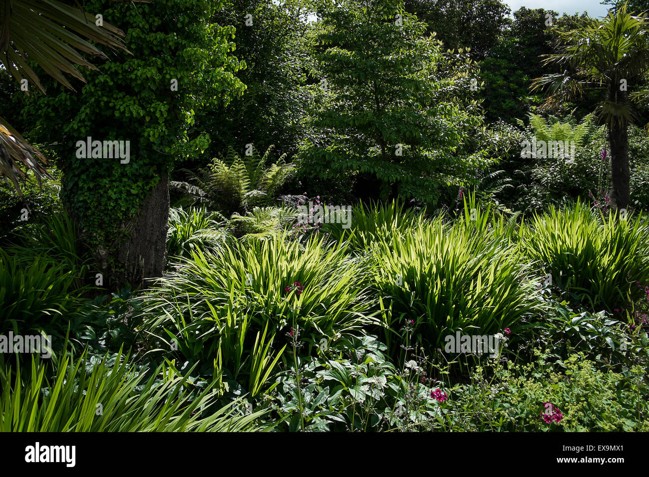 The Lost Gardens of Heligan in Cornwall Stock Photo - Alamy