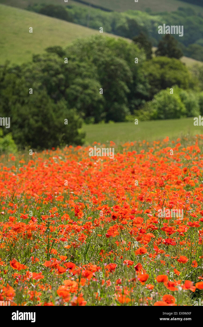 A field of poppies - Papaver rhoes - in the Lost Gardens of Heligan in ...