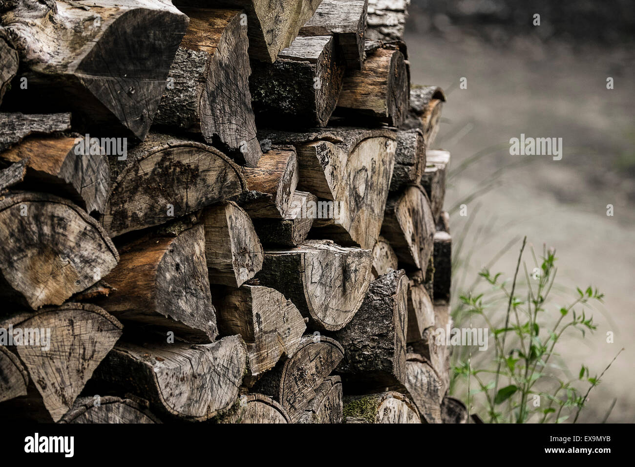 A stack of split logs in the Lost Gardens of Heligan in Cornwall Stock ...
