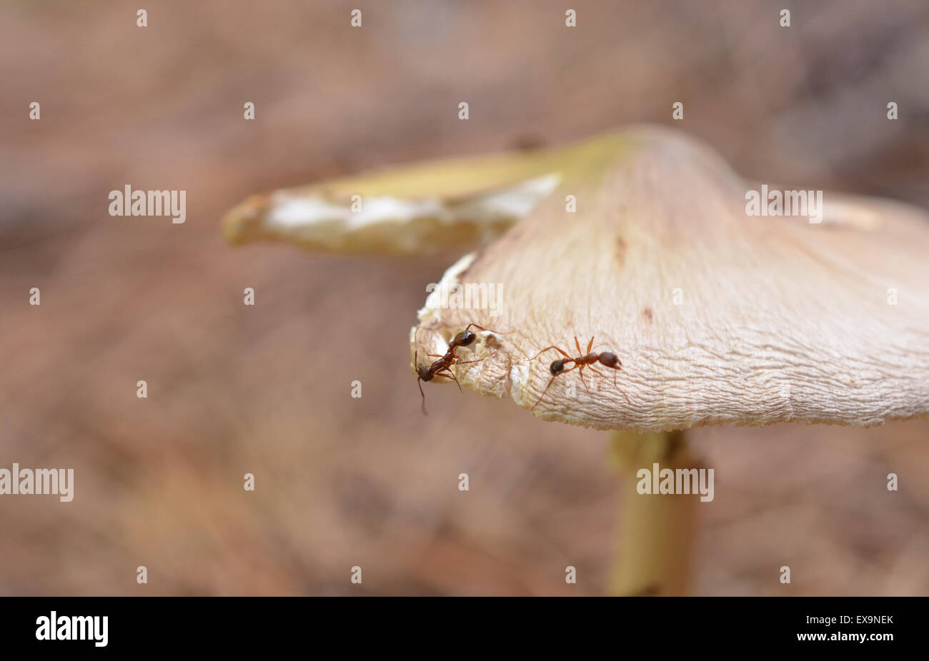 Ants on a mushroom Stock Photo - Alamy