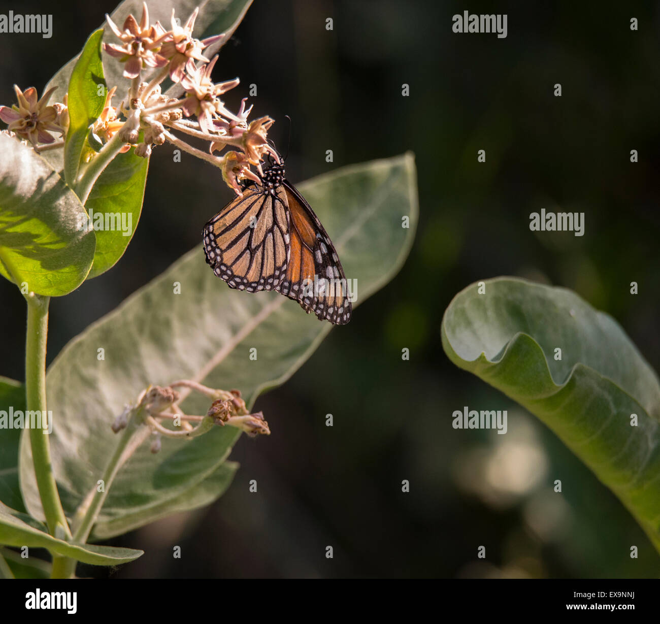 Milkweed for monarchs hi-res stock photography and images - Alamy