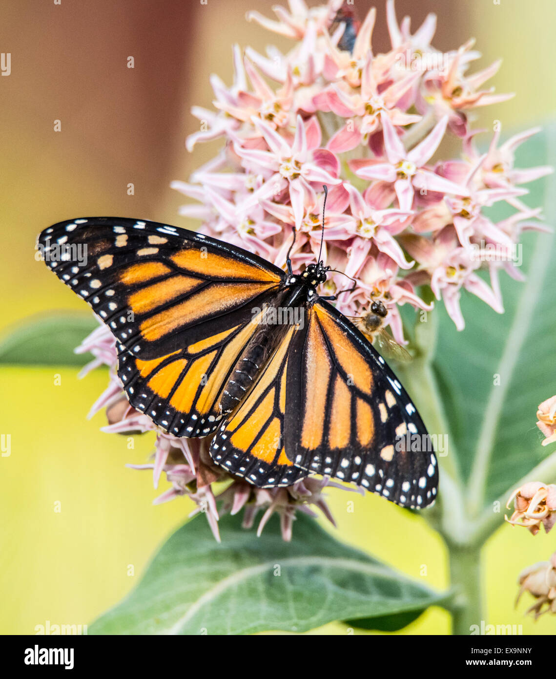 Monarchs butterfly hi-res stock photography and images - Alamy
