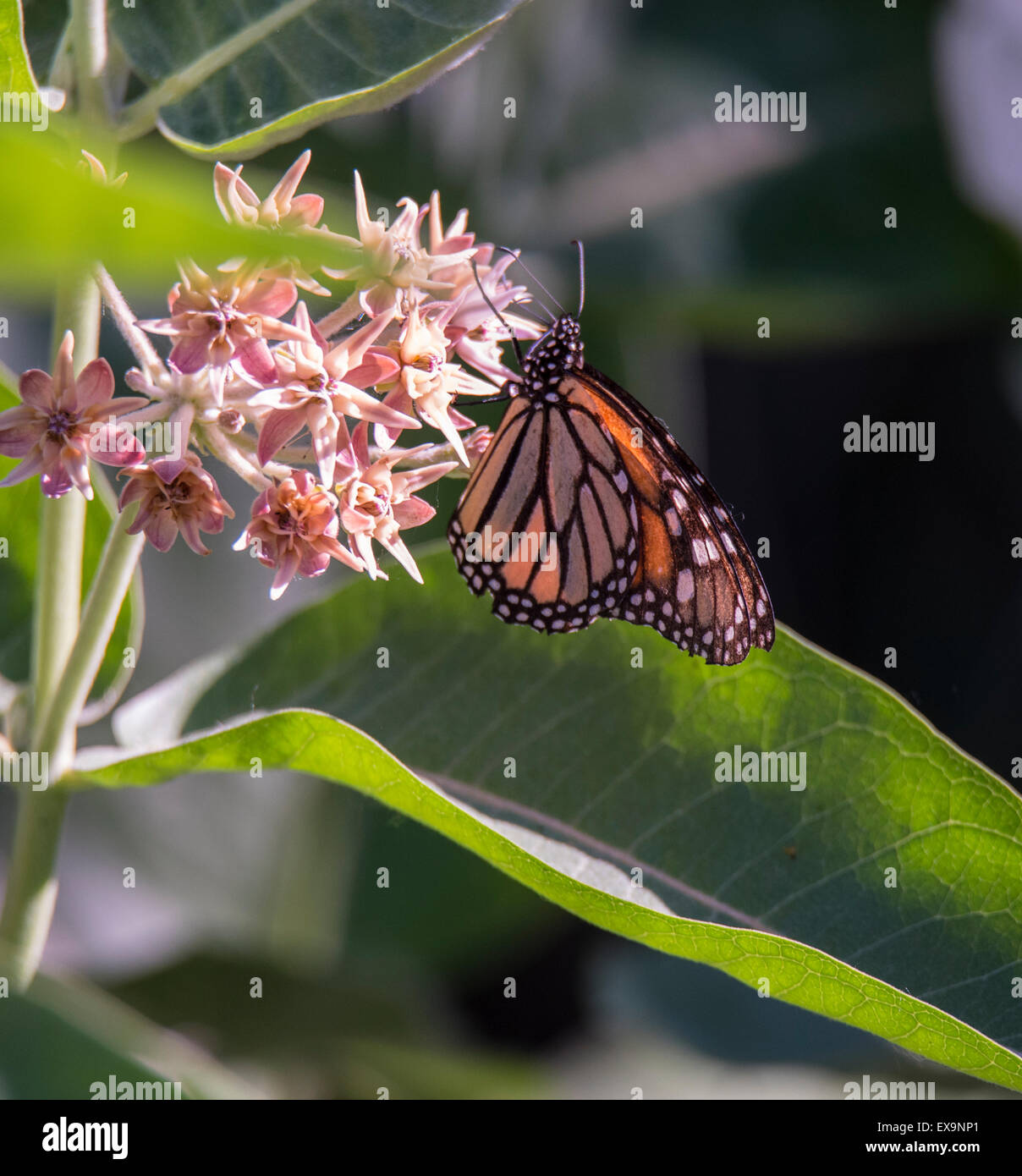 Monarch buttefly hi-res stock photography and images - Alamy