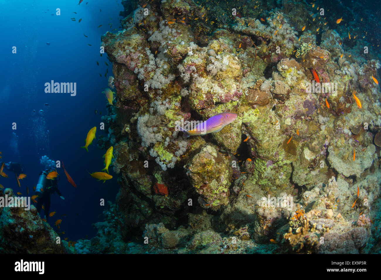 Reaf view hi-res stock photography and images - Alamy