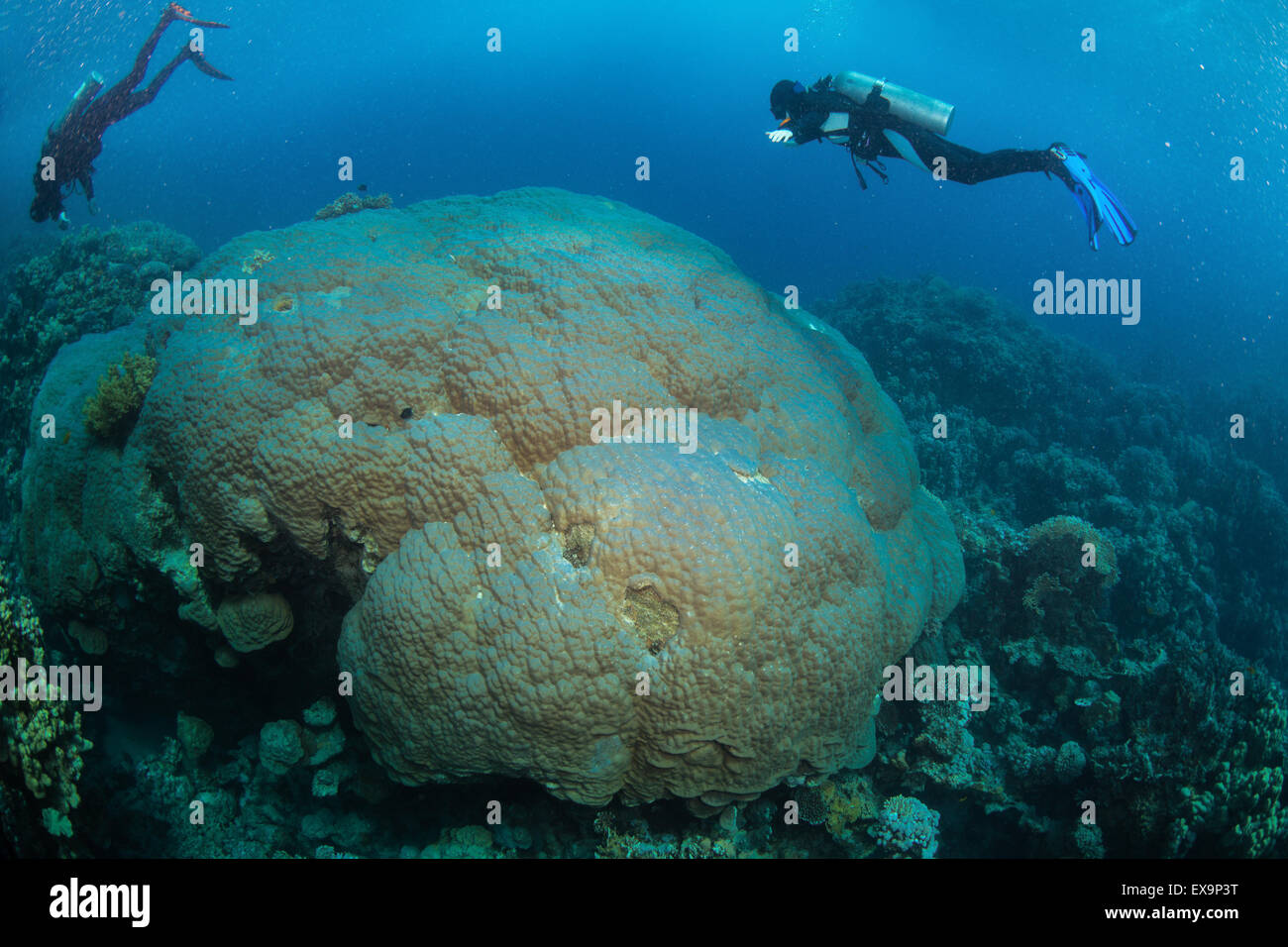 Reaf view hi-res stock photography and images - Alamy