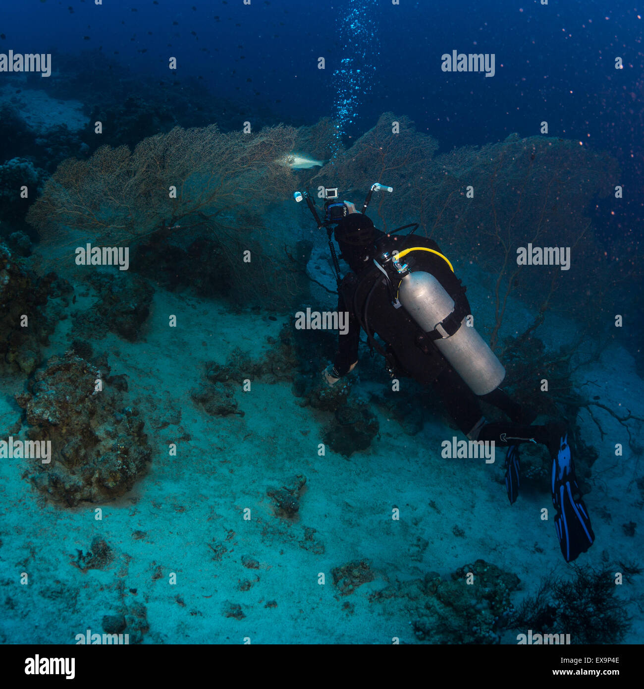 Reaf view hi-res stock photography and images - Alamy