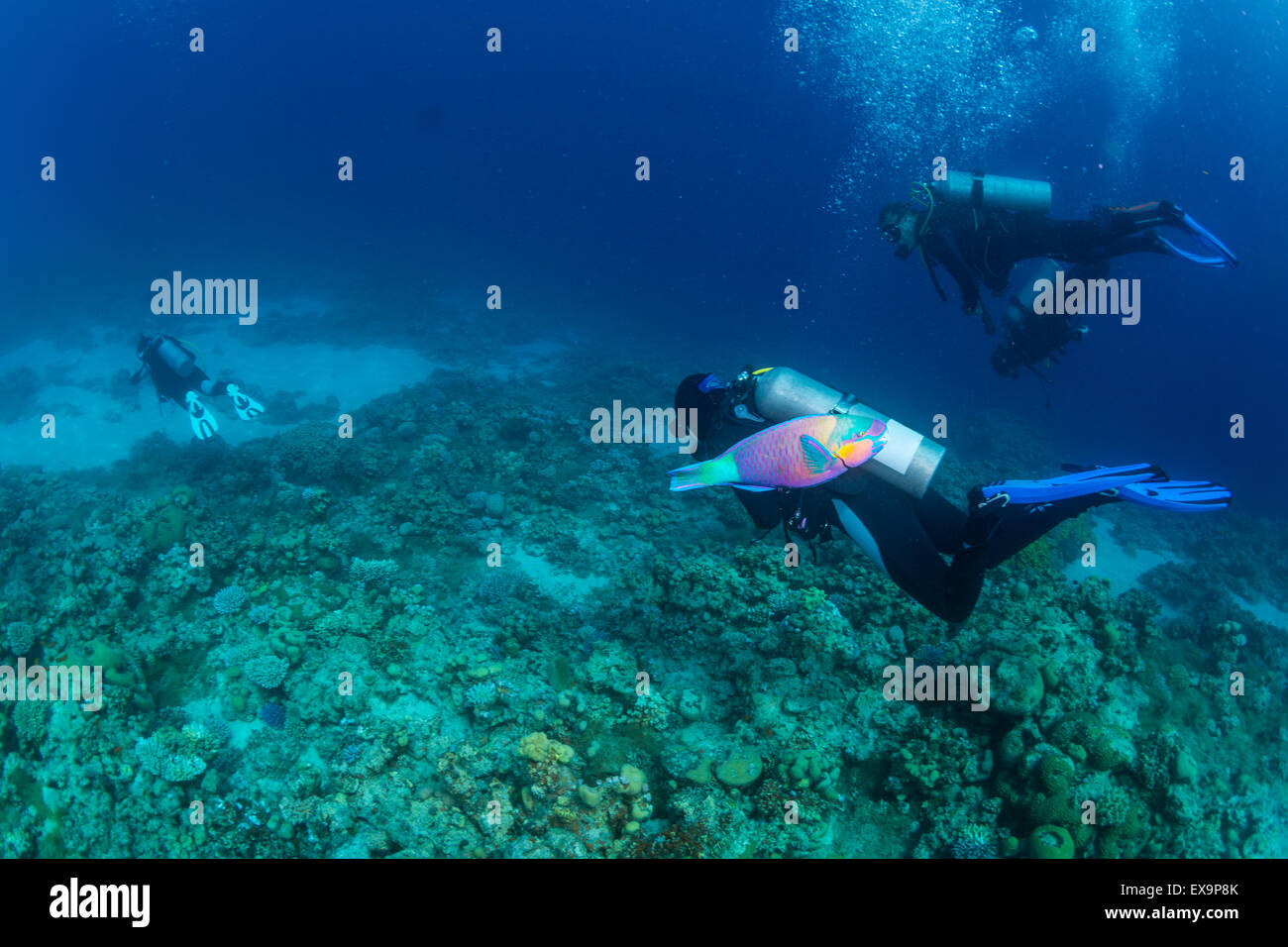 Reaf view hi-res stock photography and images - Alamy