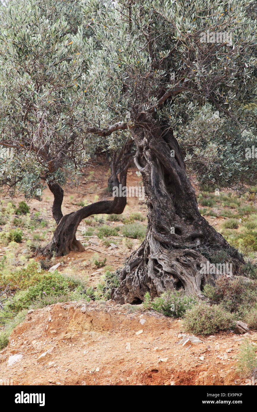 Old trunks of olive trees, Crete Island, Greece Stock Photo - Alamy