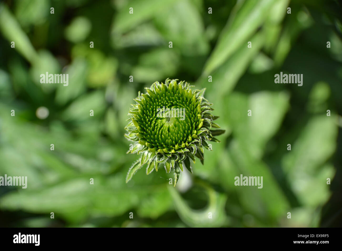 Echinacea, coneflower bud developing, mid summer UK Stock Photo - Alamy